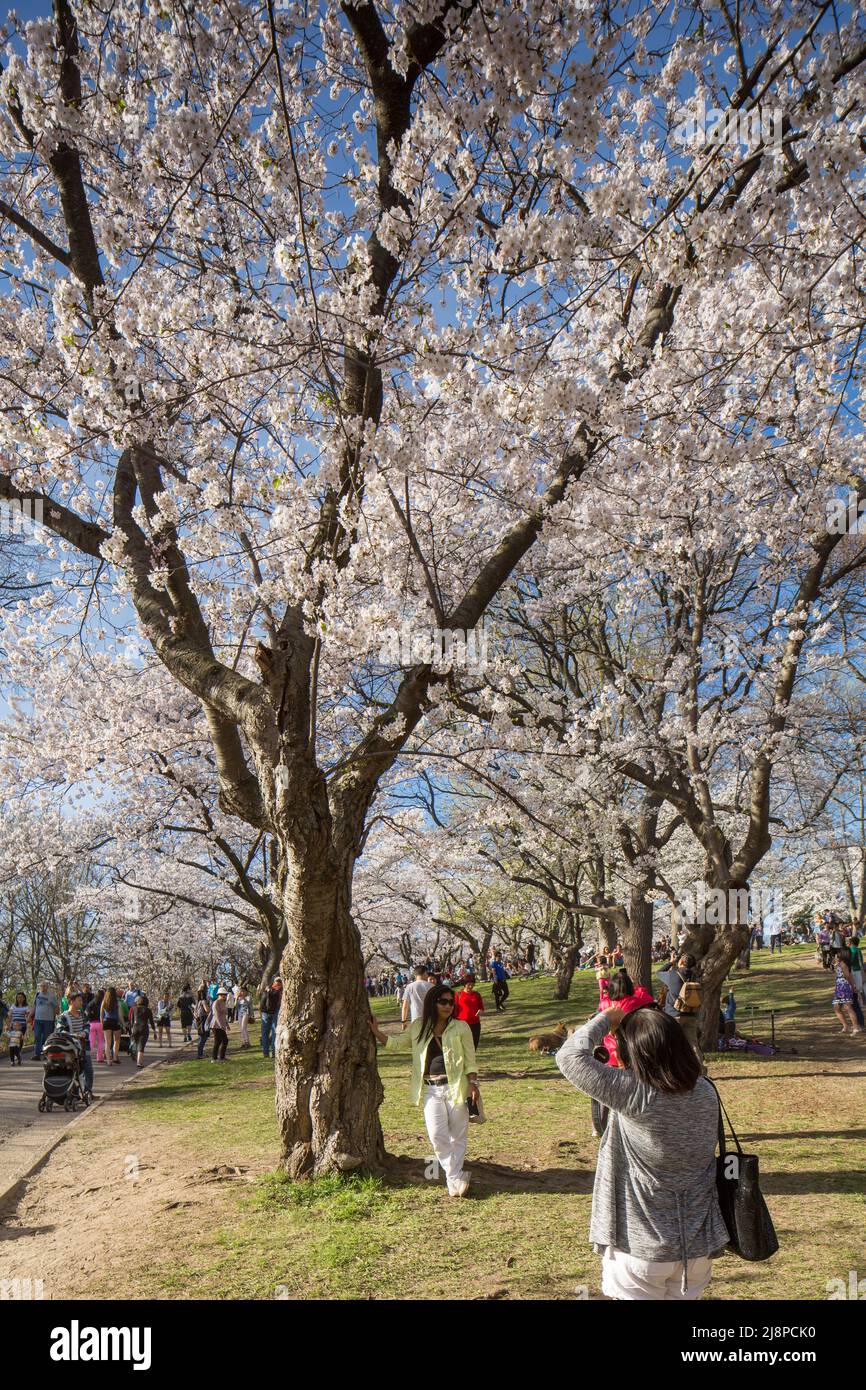 Sakura cherry trees blossoming in High Park in the spring Stock Photo ...