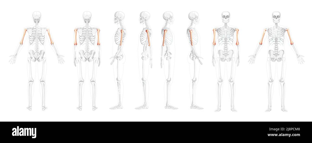 Set of Skeleton Humerus arm Human front back side view with partly ...
