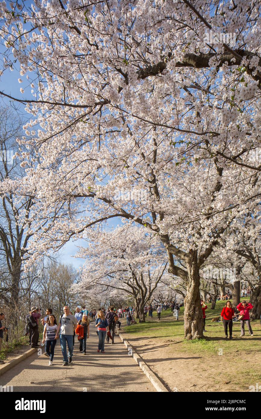 Sakura cherry trees blossoming in High Park in the spring Stock Photo ...
