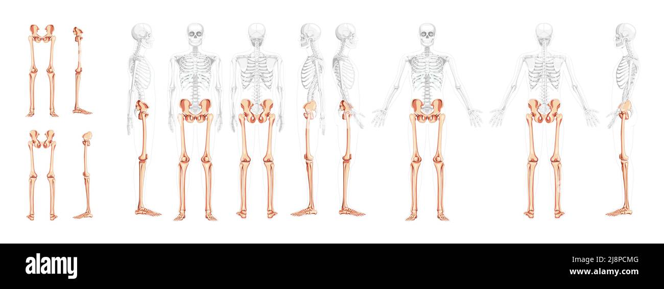 Set of lower limbs Human Pelvis, legs, Thighs Feet, ankles Skeleton ...