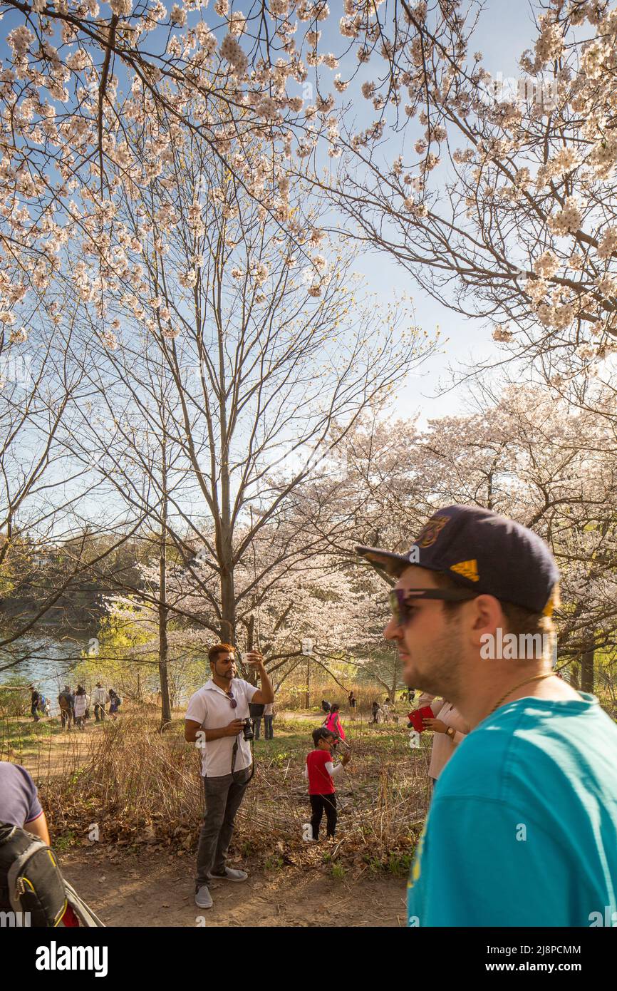 Sakura cherry trees blossoming in High Park in the spring Stock Photo ...