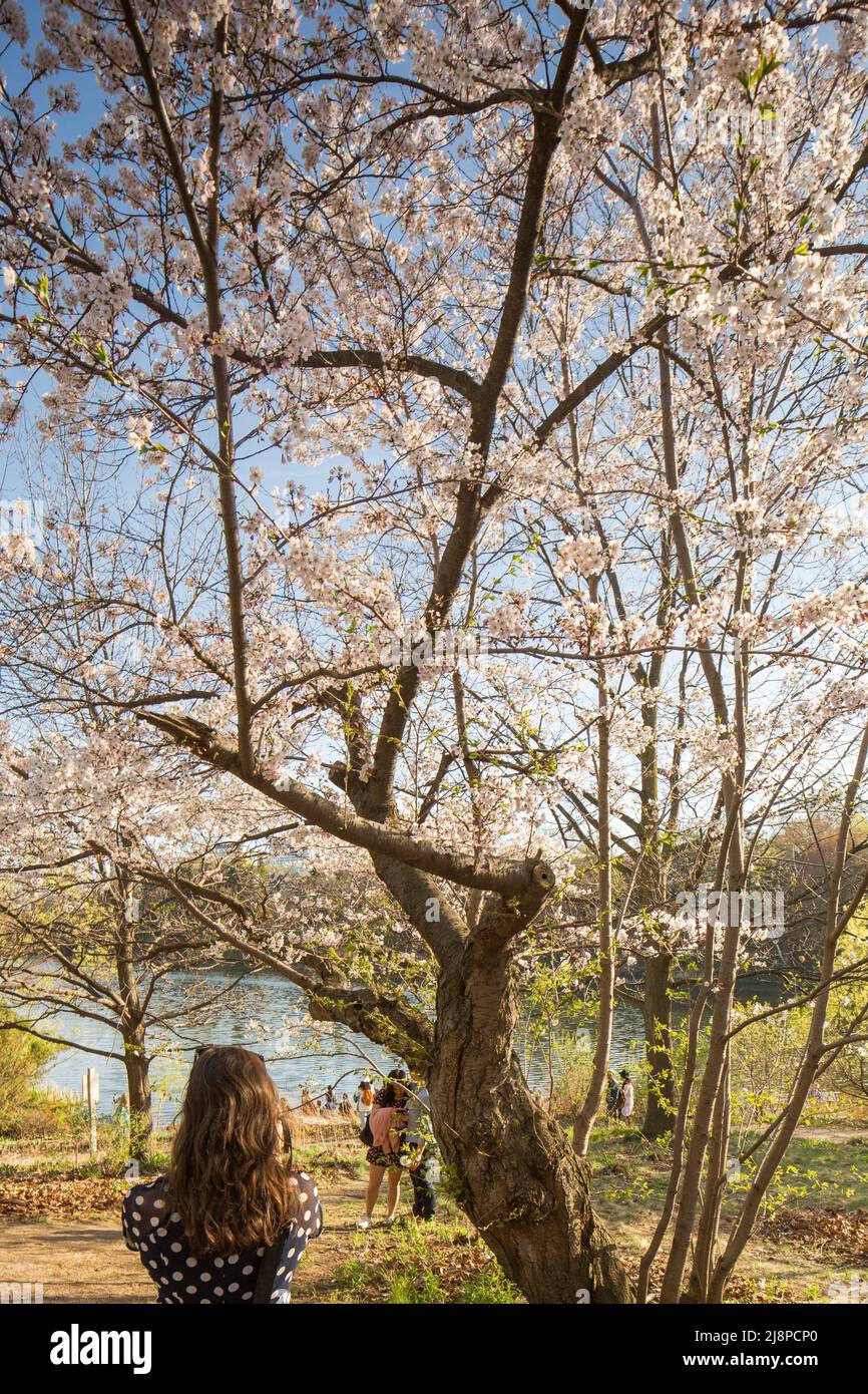 Sakura cherry trees blossoming in High Park in the spring Stock Photo ...