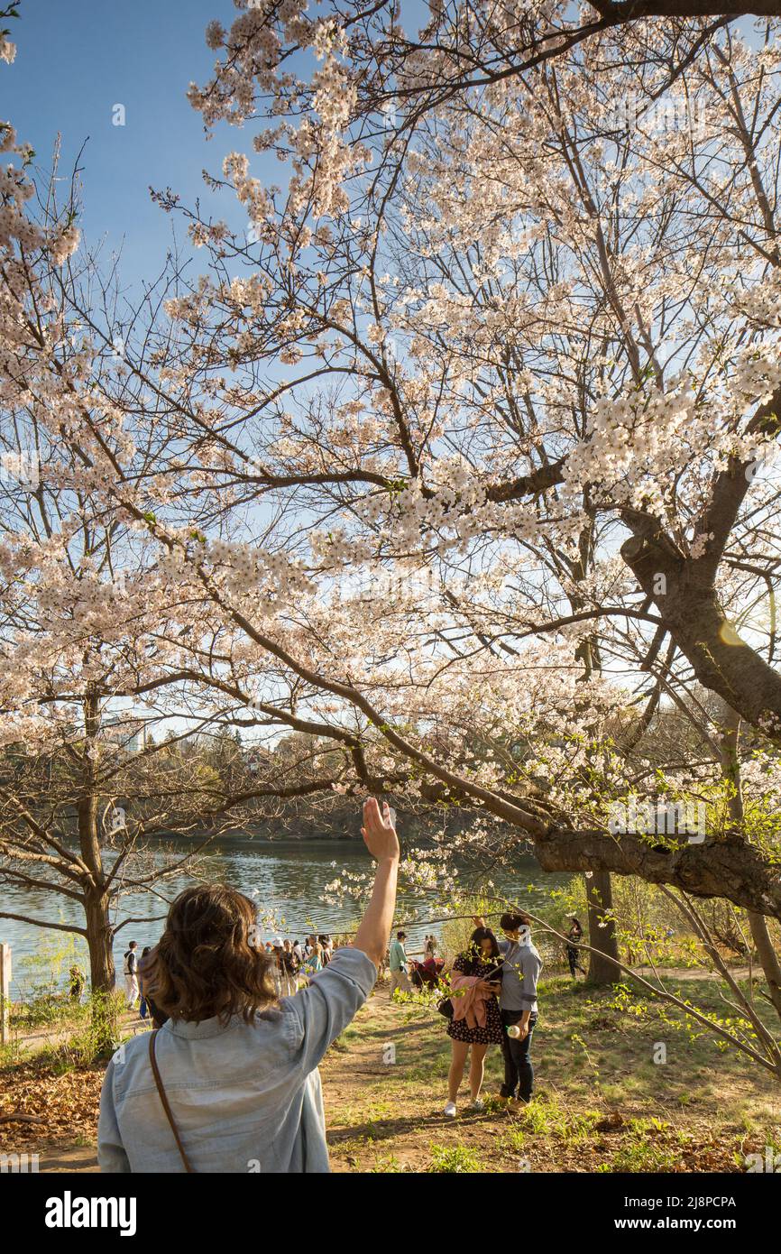Sakura cherry trees blossoming in High Park in the spring Stock Photo ...