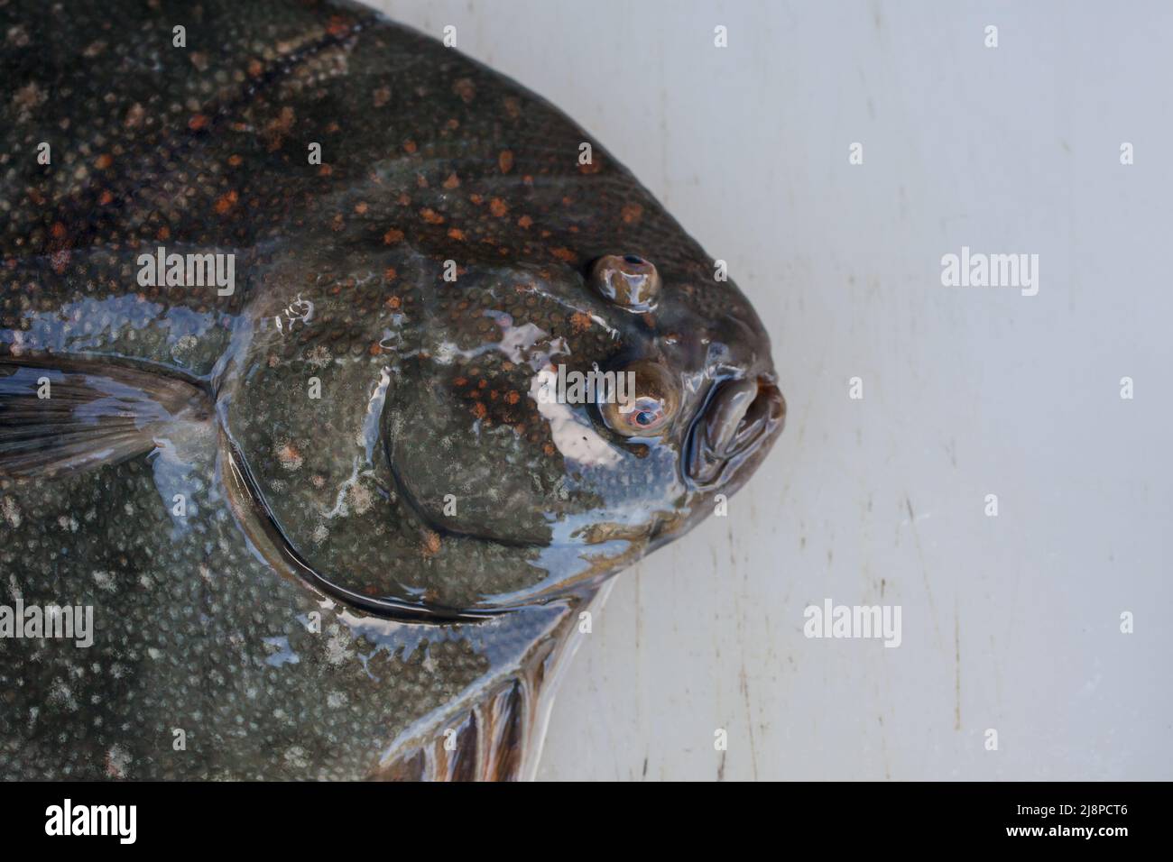 Black Flounder (Rhombosolea retiaria) from New Zealand waters. Dark ...