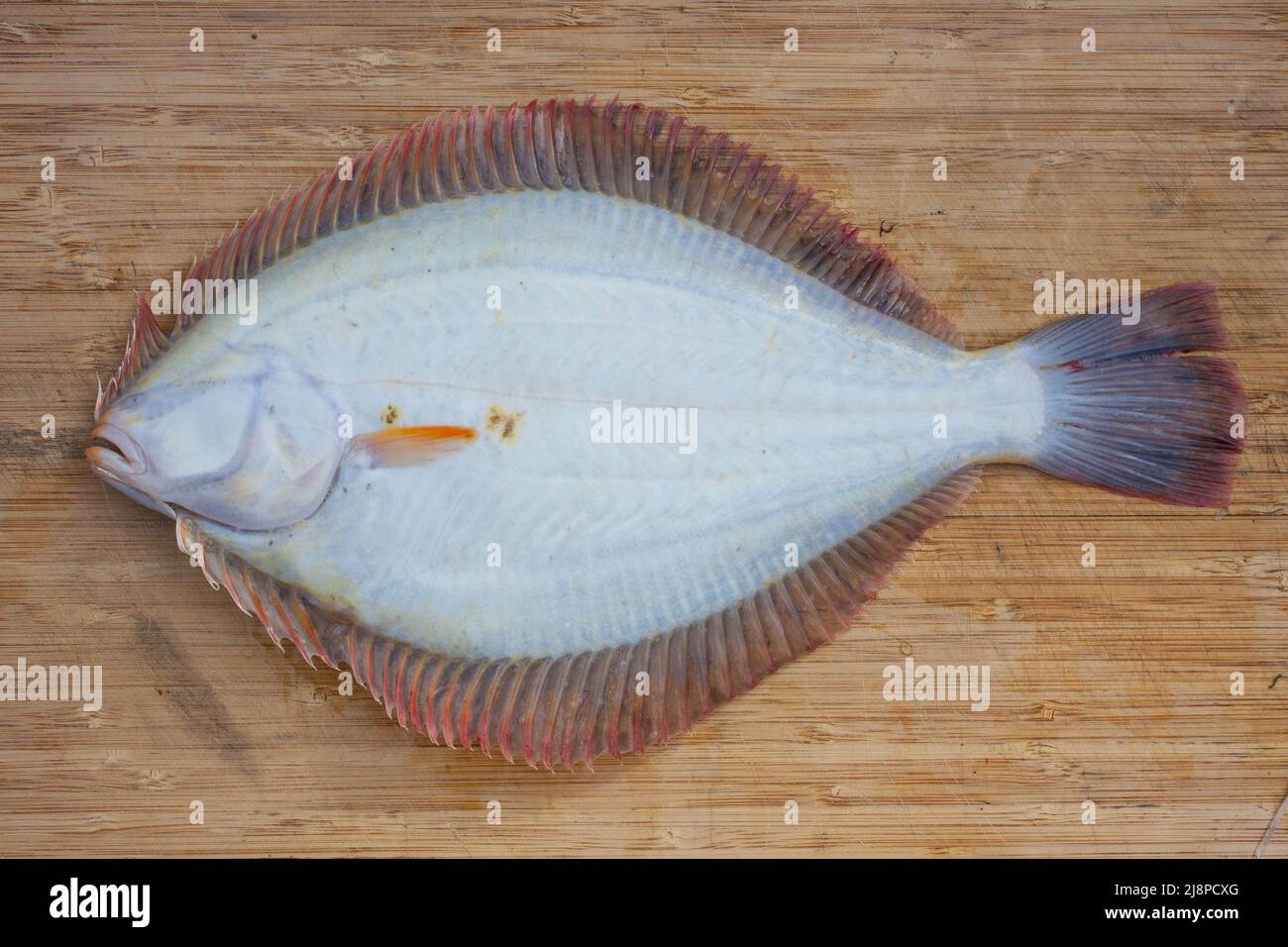 Flounder Species in New Zealand waters. There are 11 Flounder species ...