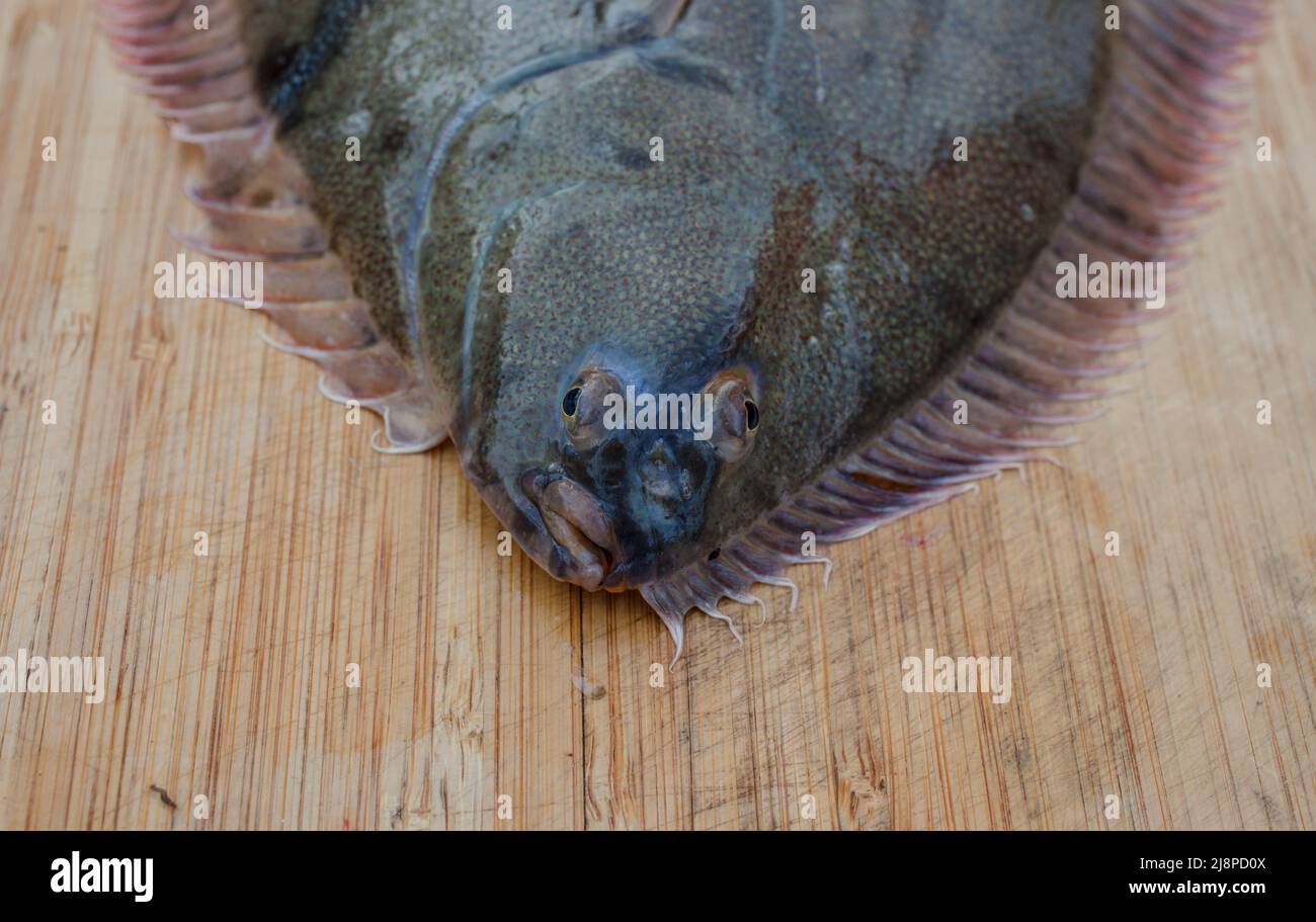 Greenback Flounder (Rhombosolea tapirina) from New Zealand waters ...