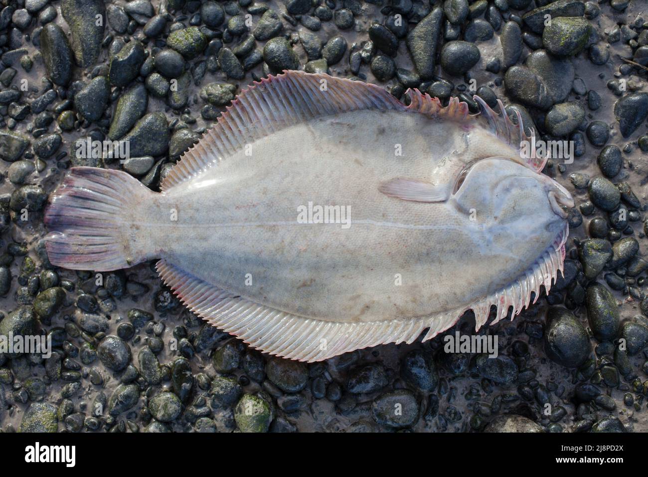 Greenback Flounder (Rhombosolea tapirina) from New Zealand waters ...