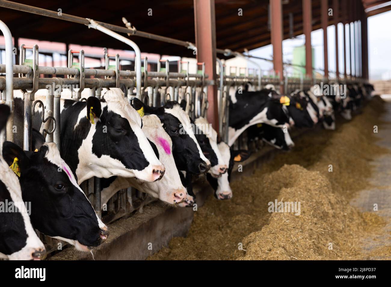 Cows eating hay in cowhouse Stock Photo - Alamy
