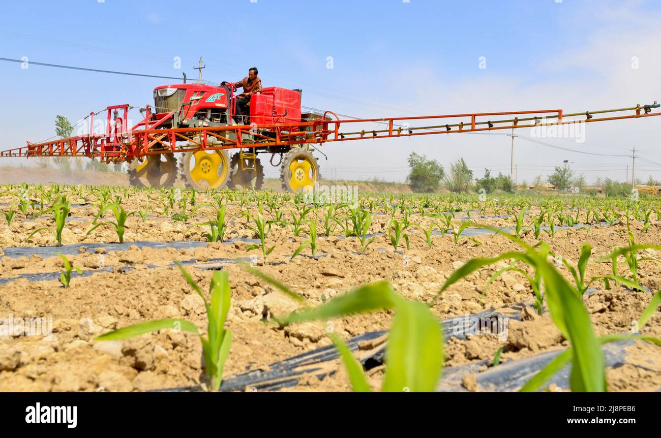 ZHANGYE, CHINA - MAY 17, 2022 - Farmers use a special fertilizer ...