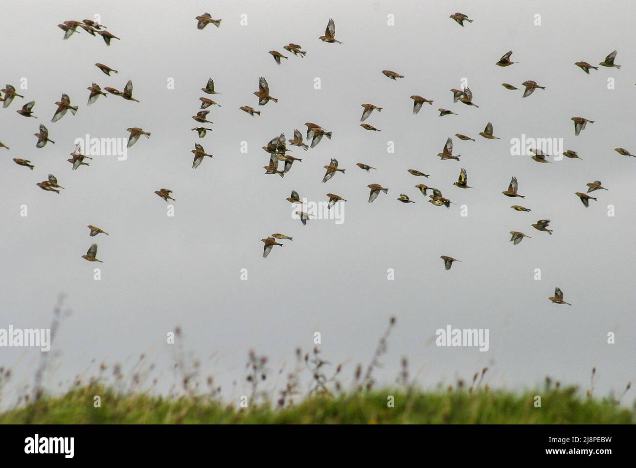 Passerine mixed flock hi-res stock photography and images - Alamy