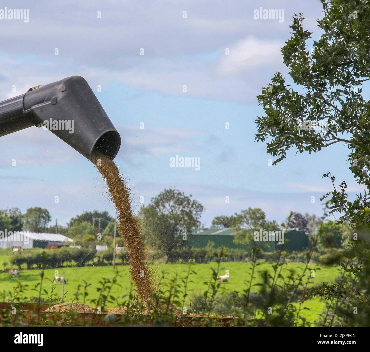 Grain falling from combine harvester unloading pipe during harvest of ...