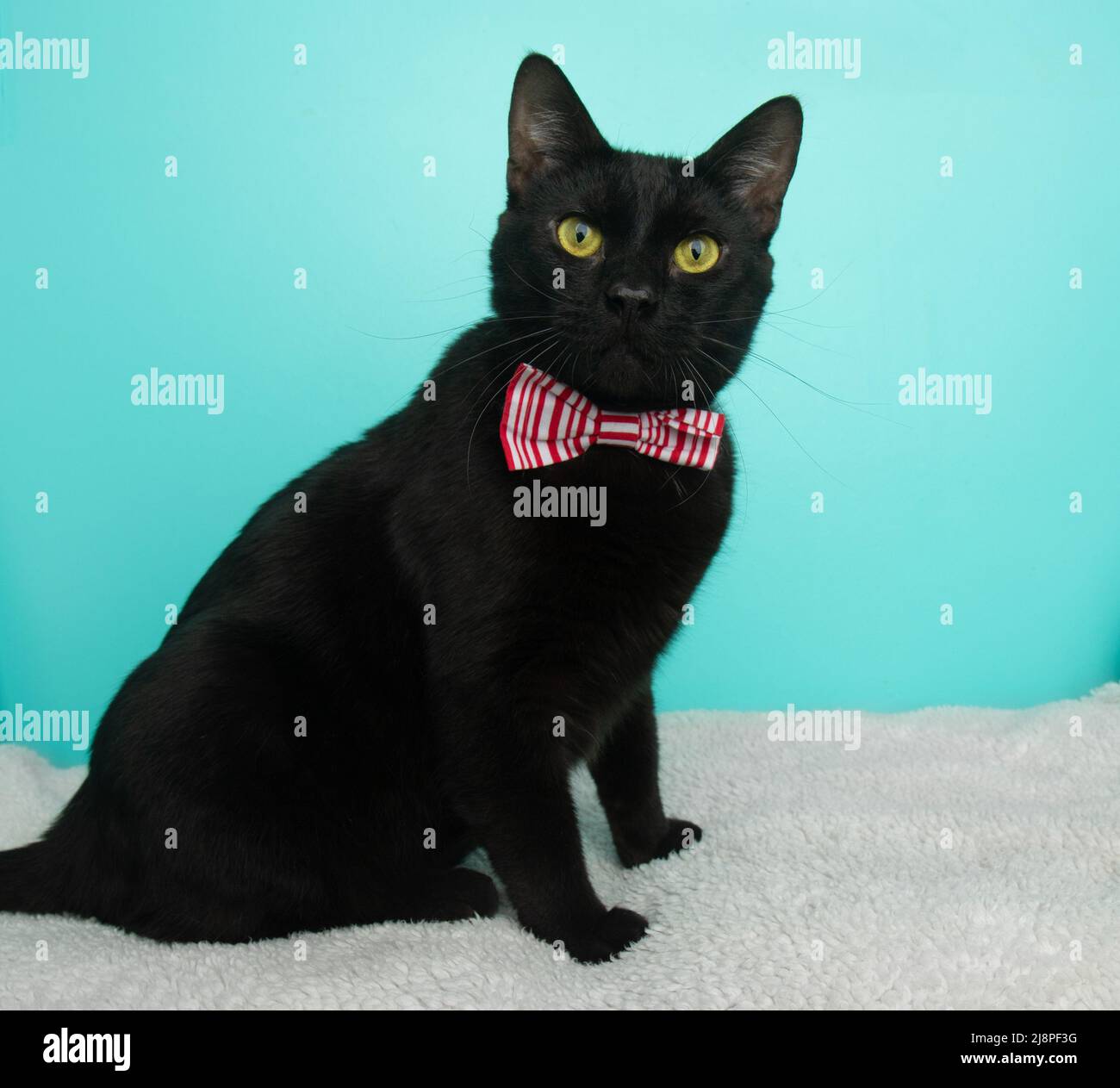 Cute kitty cat wearing a bow tie Stock Photo - Alamy