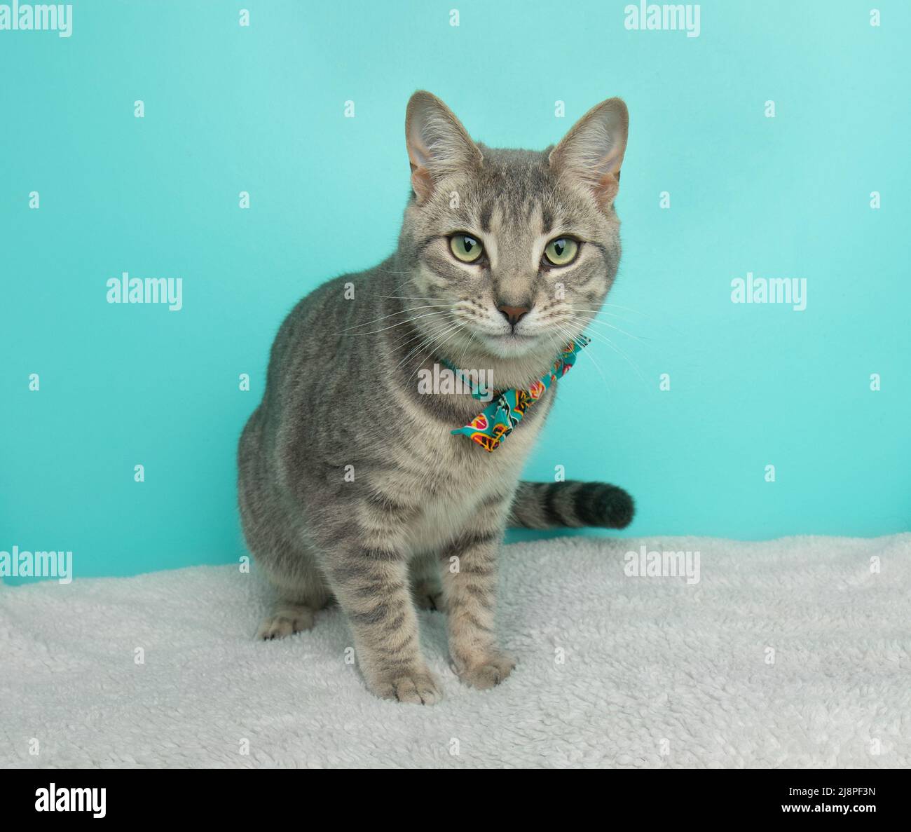 Cute kitty cat wearing a bow tie Stock Photo - Alamy