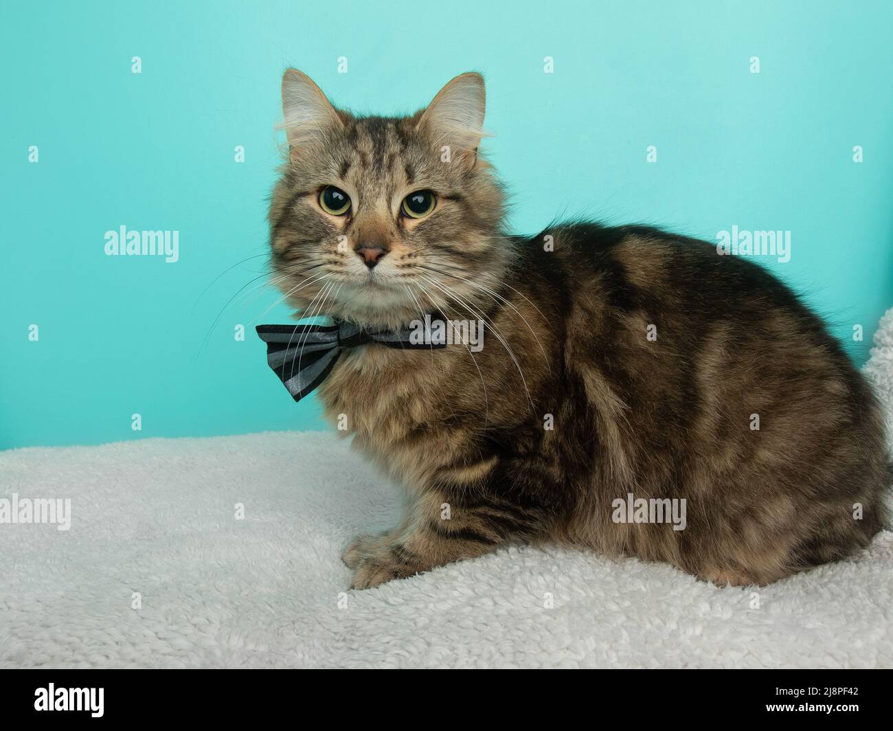 Cute kitty cat wearing a bow tie Stock Photo - Alamy