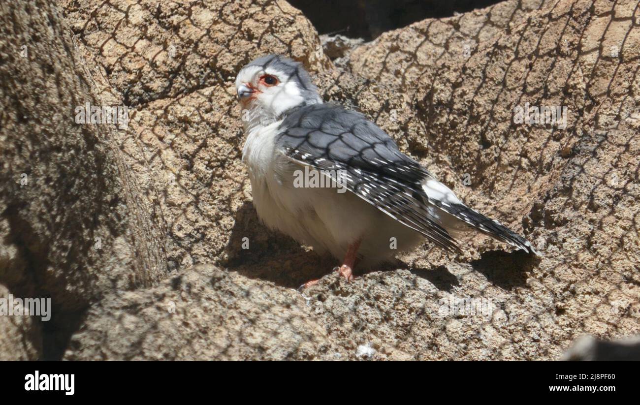 Los Angeles, California, USA 13th May 2022 An African Pygmy Falcon at ...