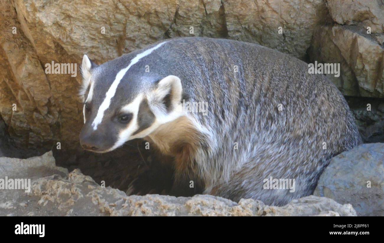 Los Angeles, California, USA 13th May 2022 An American Badger at the LA ...