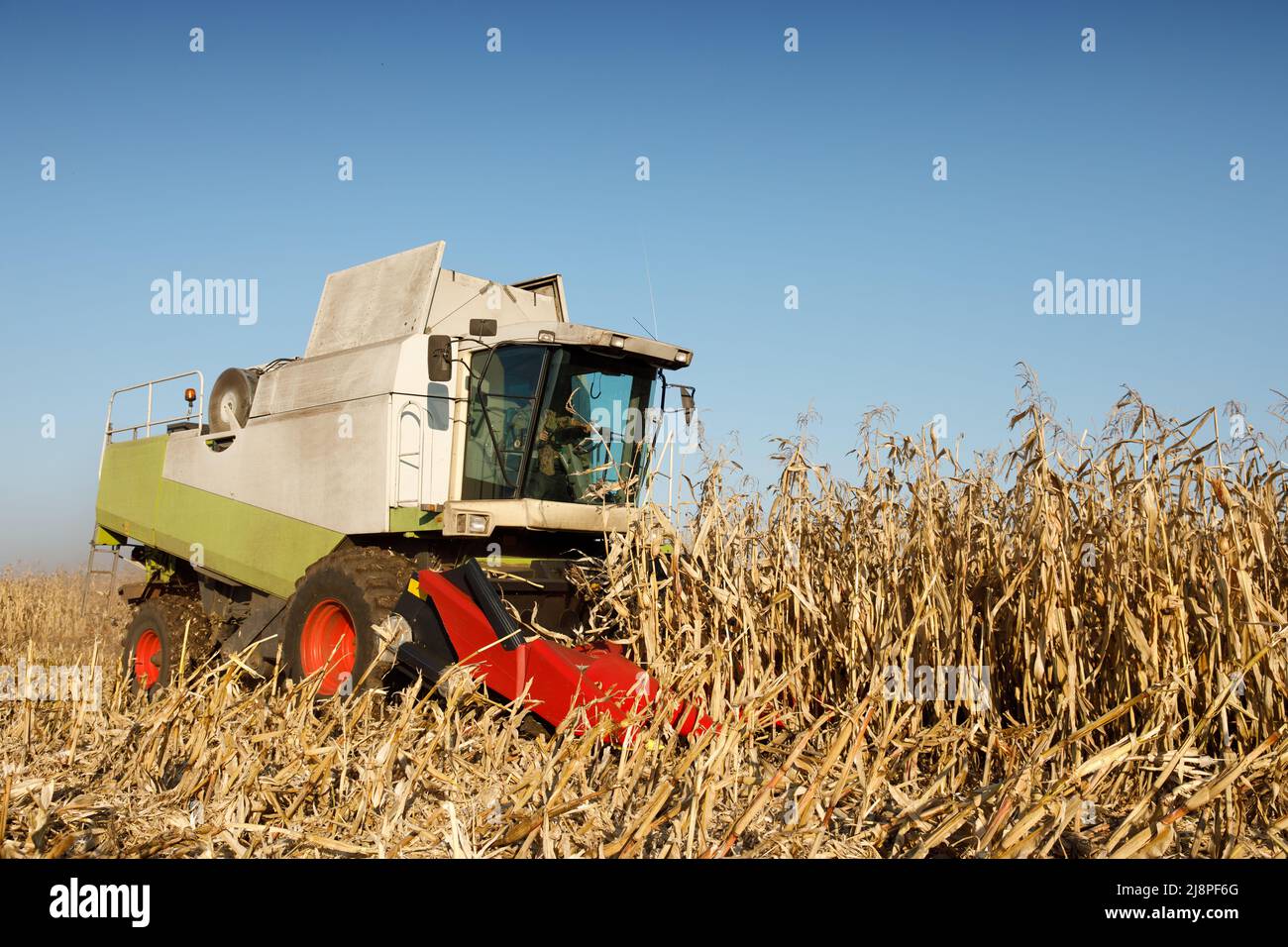 Combine harvester harvest corn field. Image of the agricultural ...