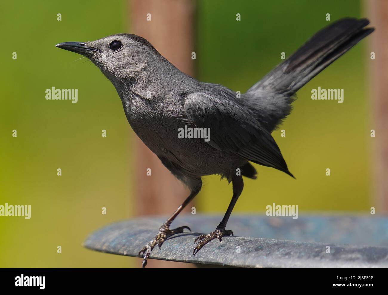 Gray Catbird on the bird bath Stock Photo - Alamy