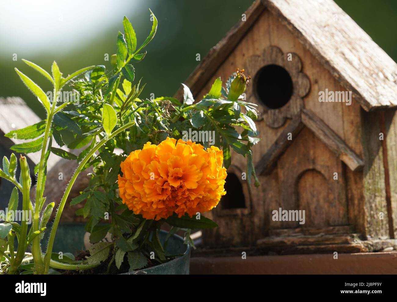 Marigold in front of a bird house Stock Photo - Alamy