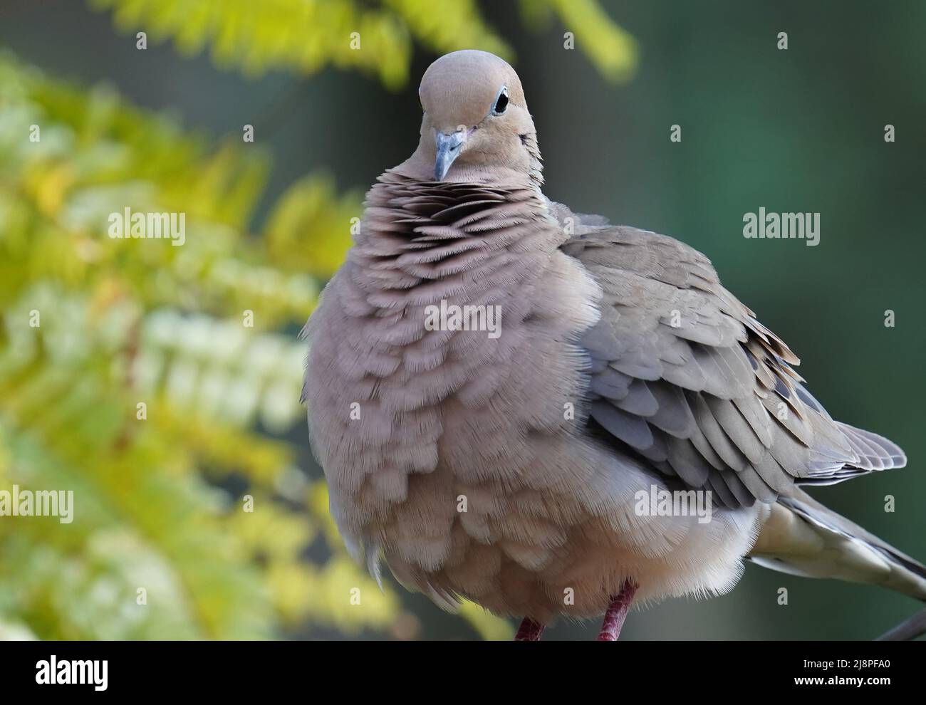Mourning Dove fluffs up on the deck Stock Photo - Alamy