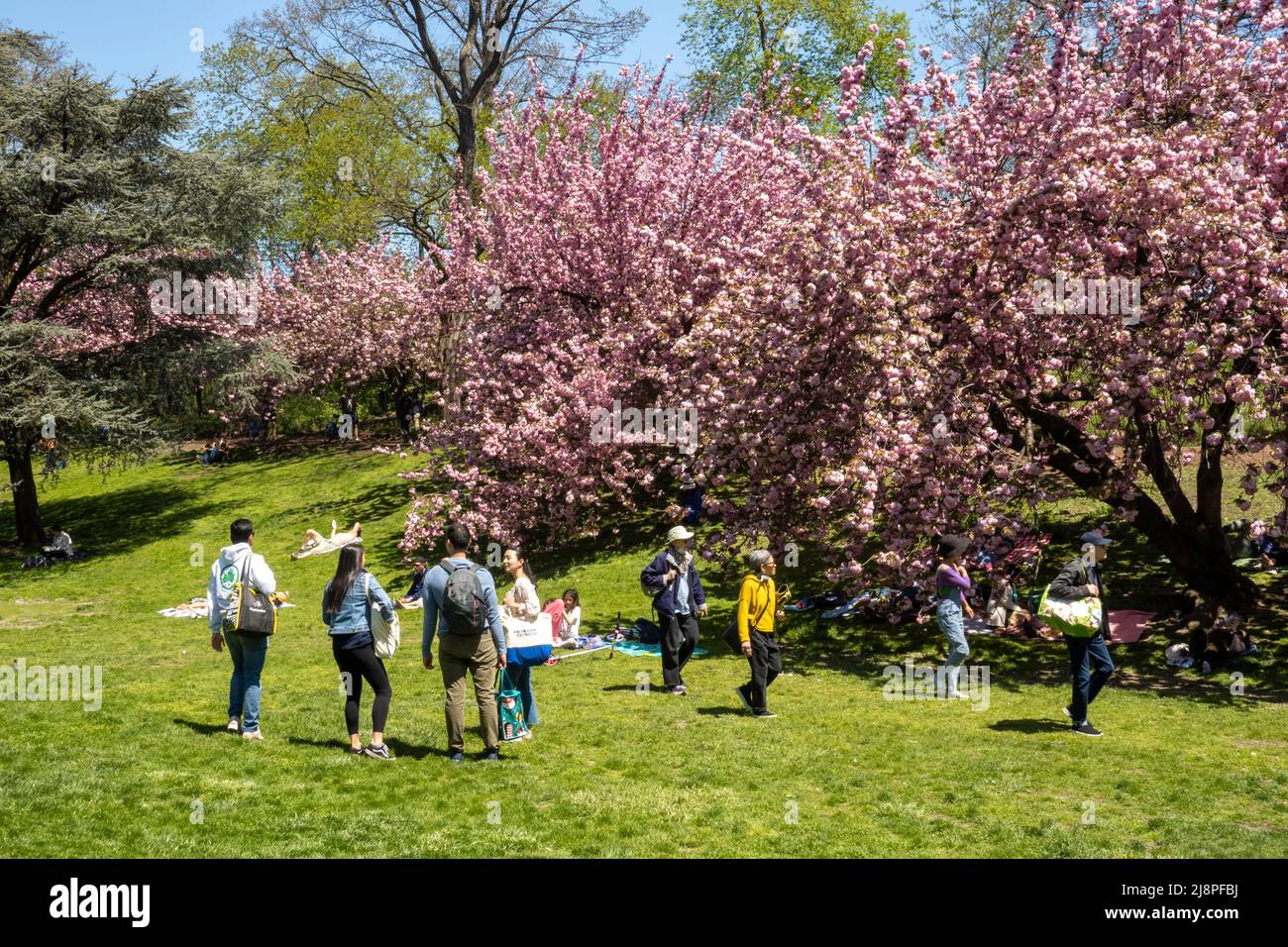 Central Park is a beautiful urban oasis in the springtime, New York ...