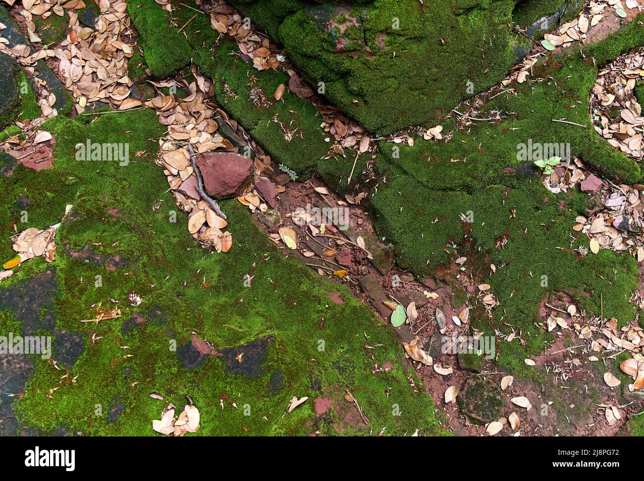 Lush moss on the rock in the rainforest Stock Photo - Alamy