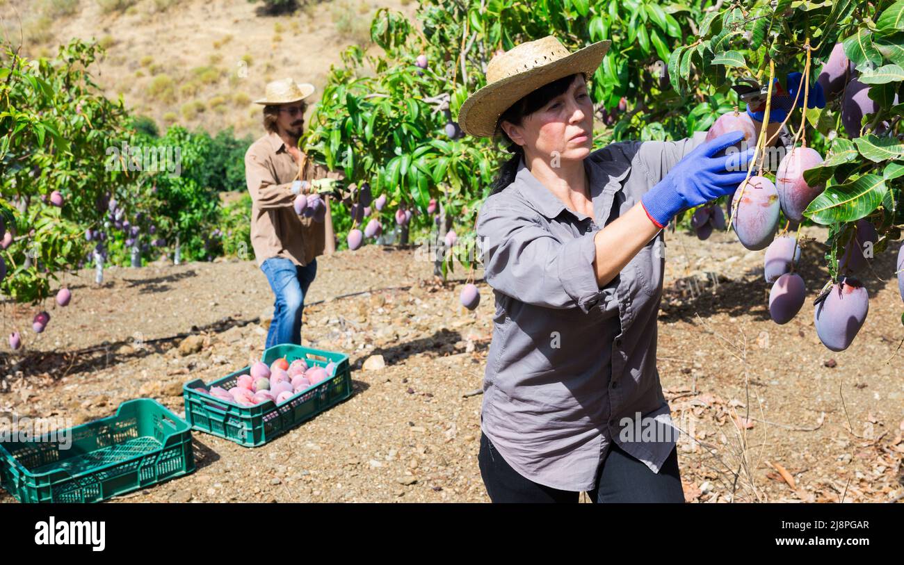 Owner of mango hi-res stock photography and images - Alamy