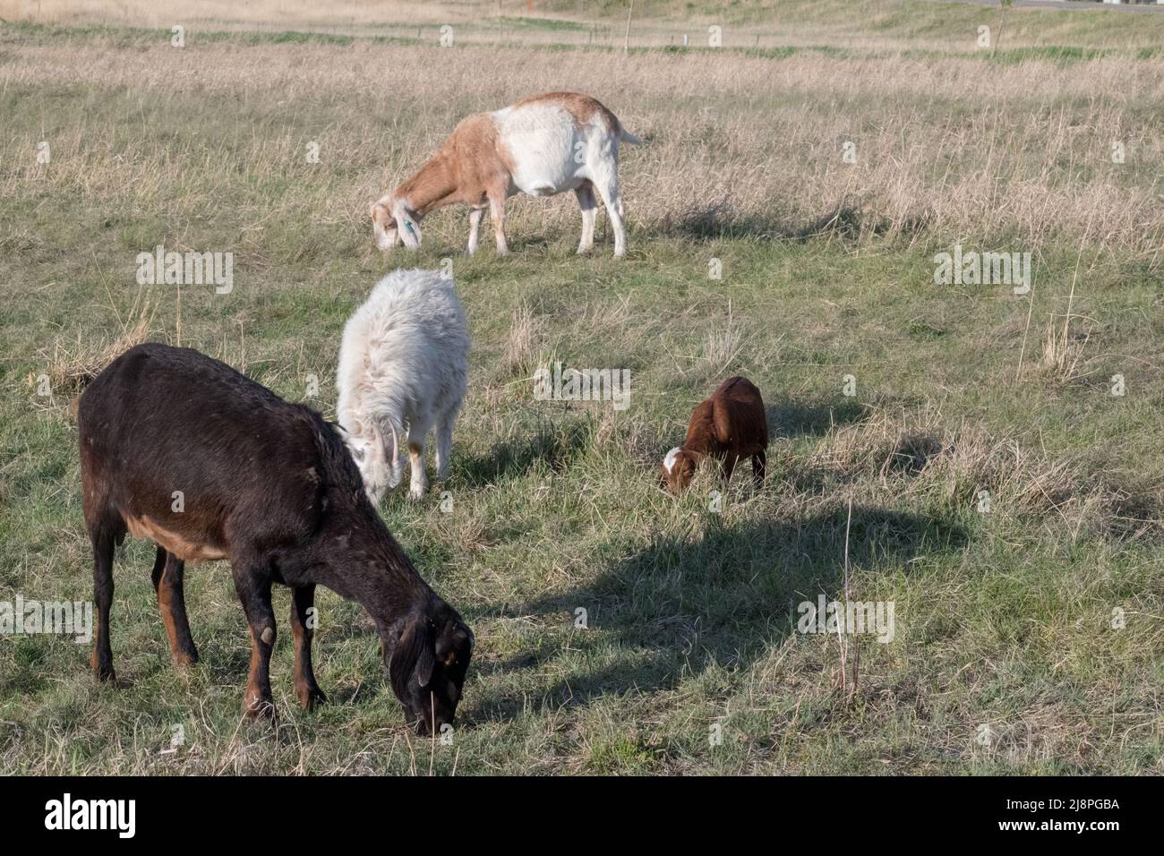 Target browsing with goats for weed control in Chestermere, Alberta ...