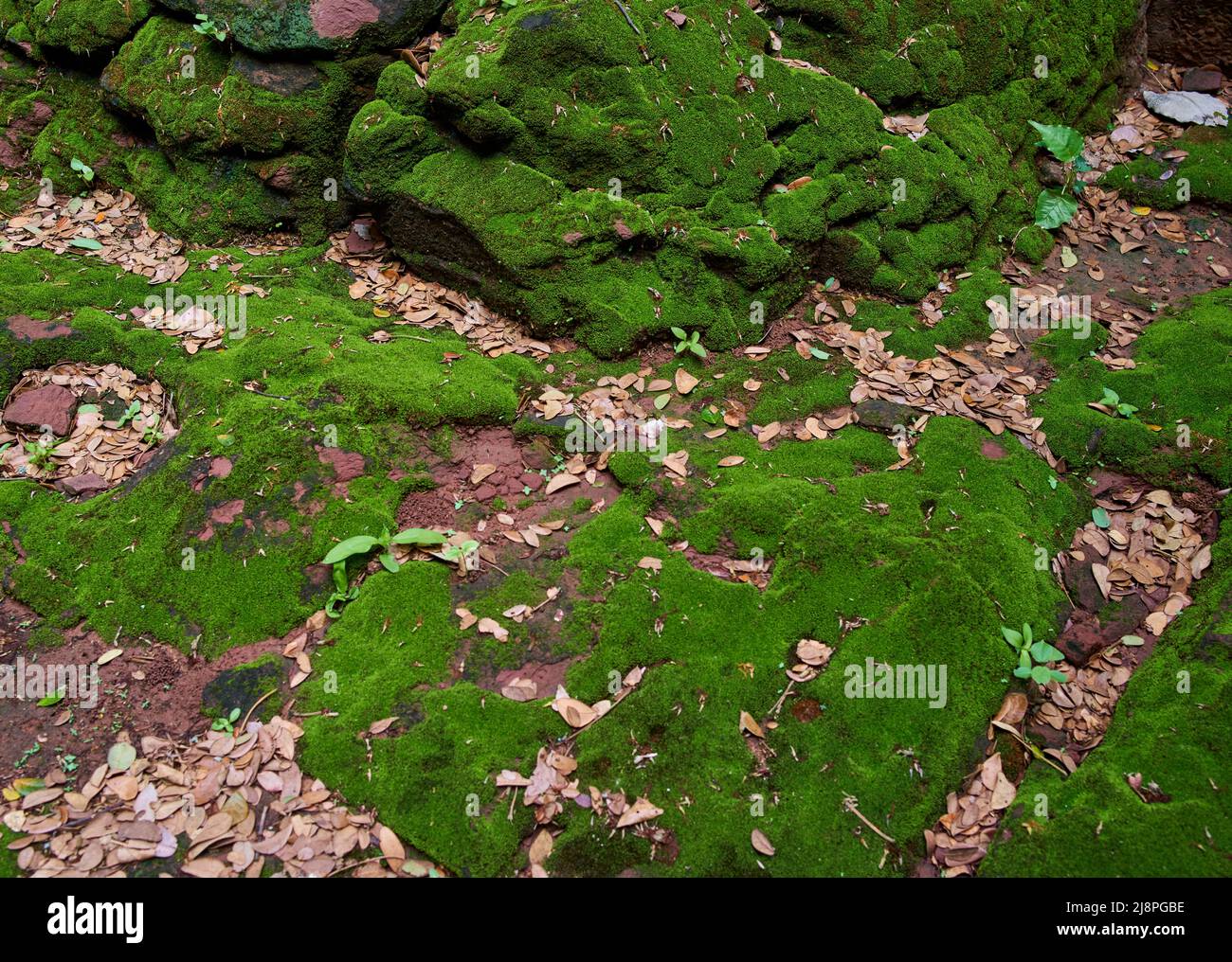 Lush moss on the rock in the rainforest Stock Photo - Alamy