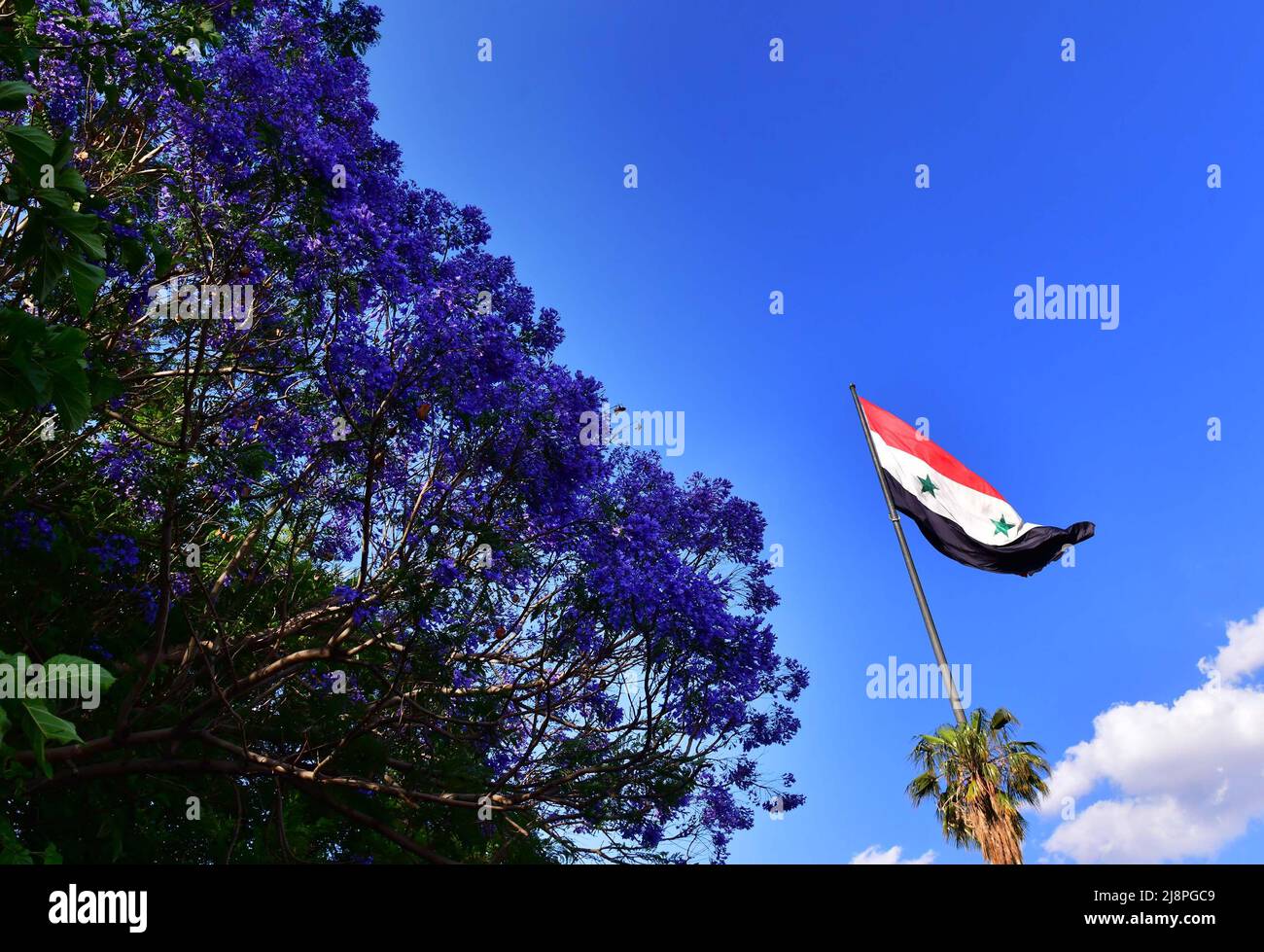 Damascus, Syria. 17th May, 2022. The Jacaranda trees are in blossom in ...