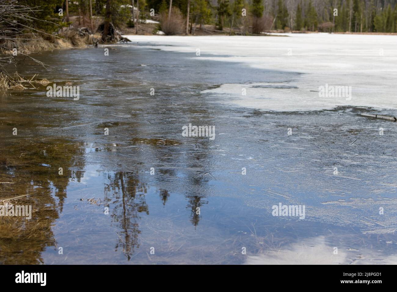 Trees are reflected on the surface of a frozen and snowy lake in the ...
