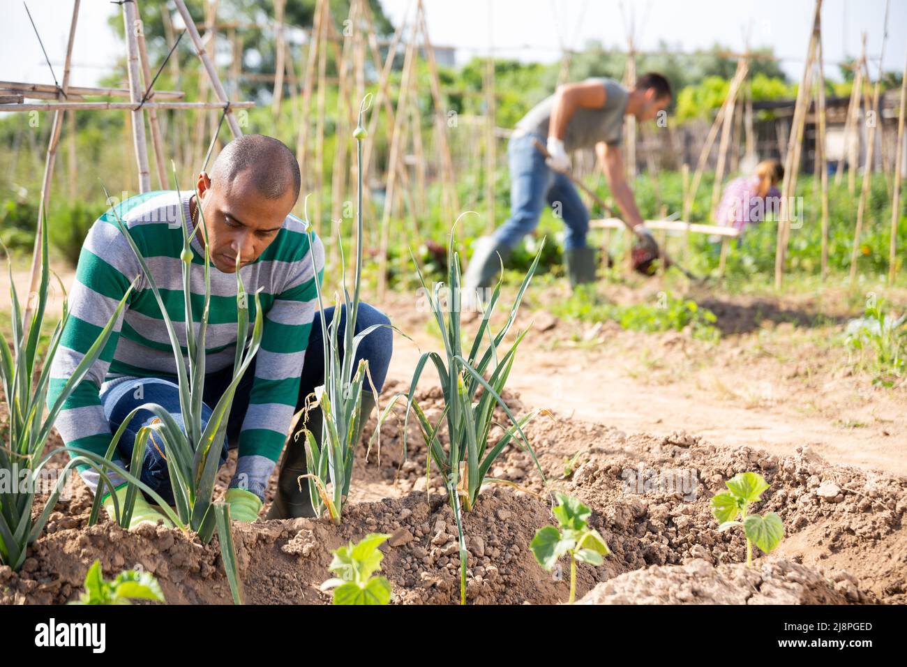 Young pakistani man farmer during working with garlic Stock Photo - Alamy
