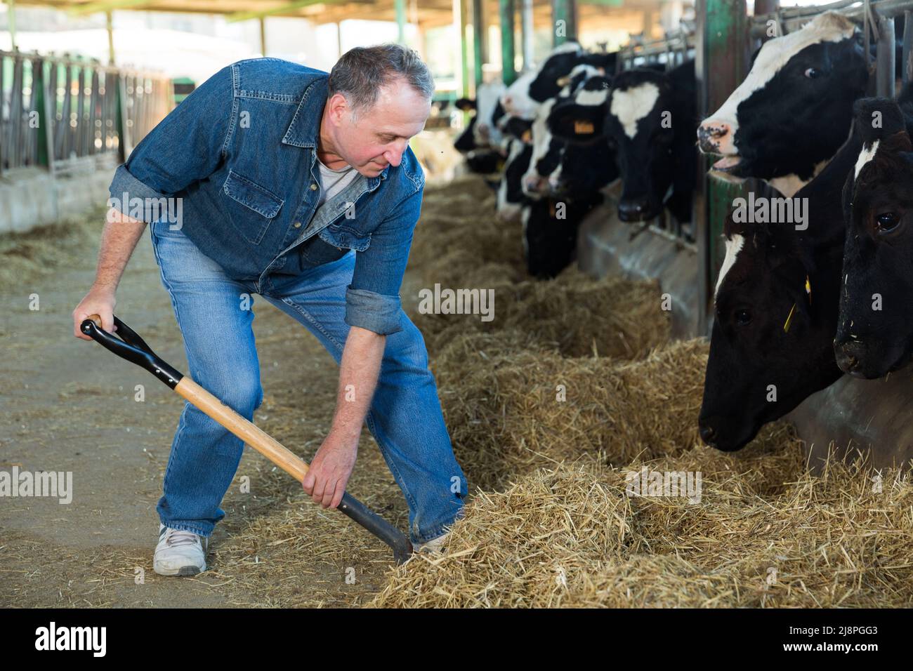 Senior man feeding cows on farm Stock Photo - Alamy