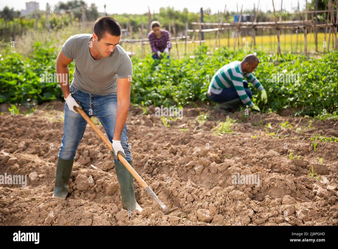 Amateur gardener hoeing soil before seedlings planting Stock Photo - Alamy