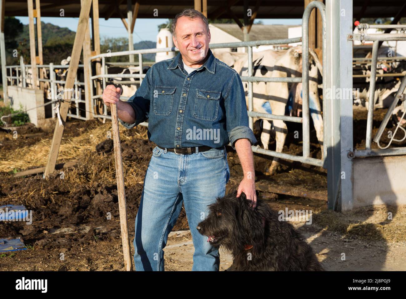 German cow dog hi-res stock photography and images - Alamy