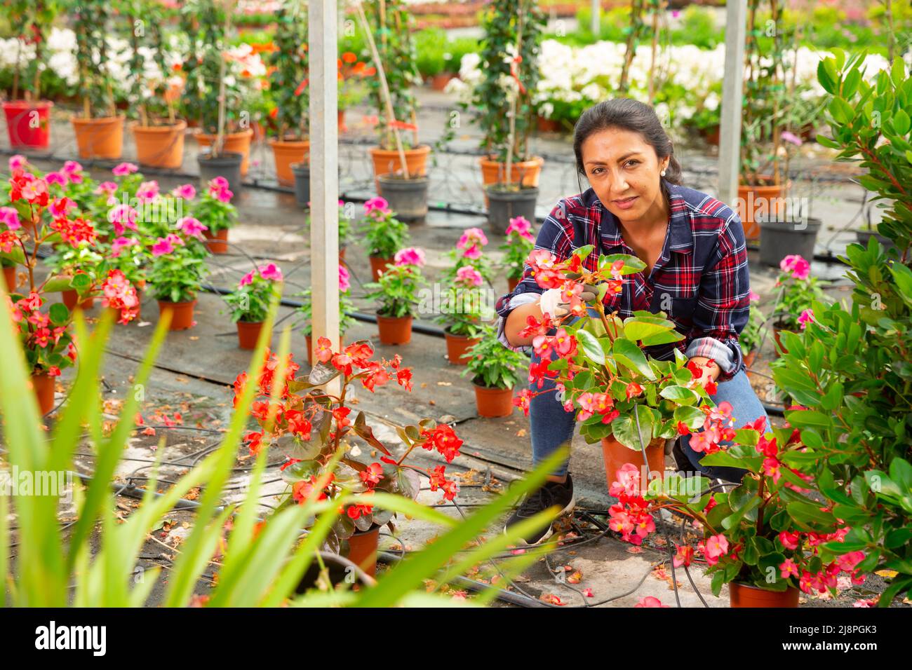 Female horticulturist working with flowers red orchids in pots Stock ...