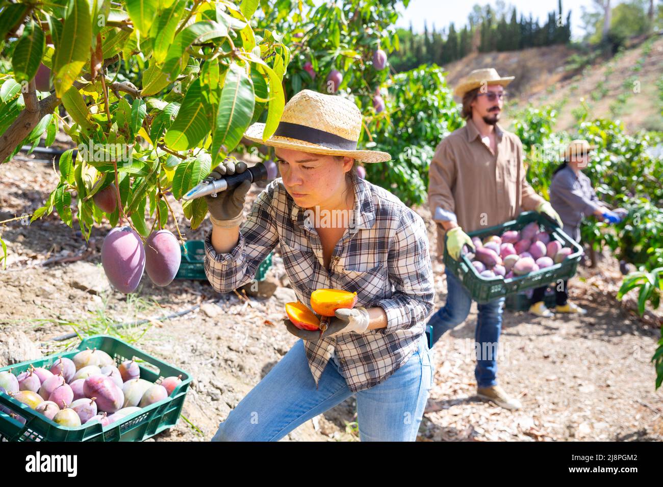 Female worker measure mango sweetness with refractometer Stock Photo ...