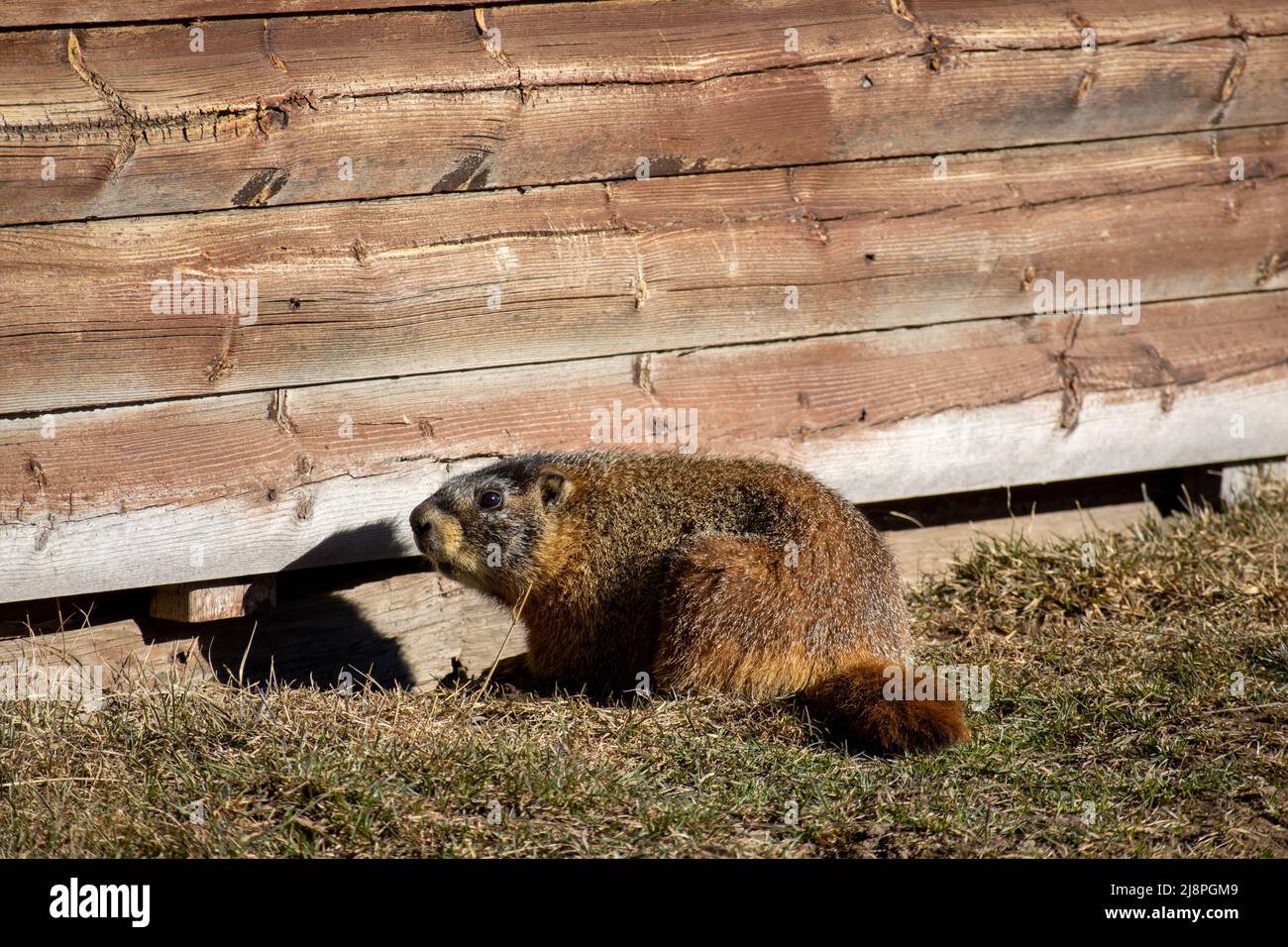 An alpine marmot sits on the ground by the log cabin they live under ...