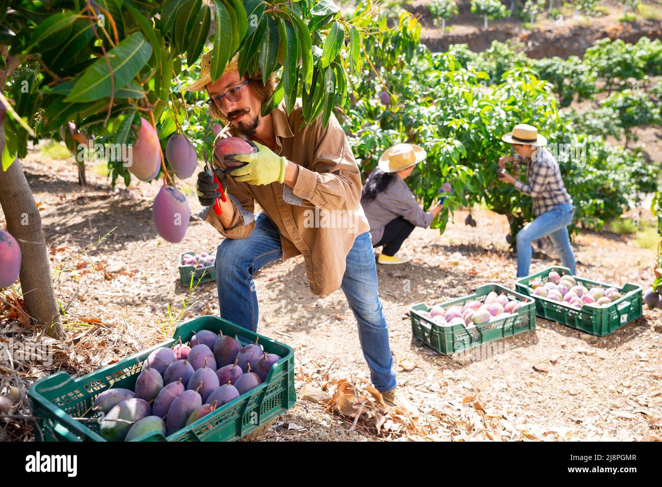Gardener gathering crop of ripe mango fruits in orchard Stock Photo - Alamy