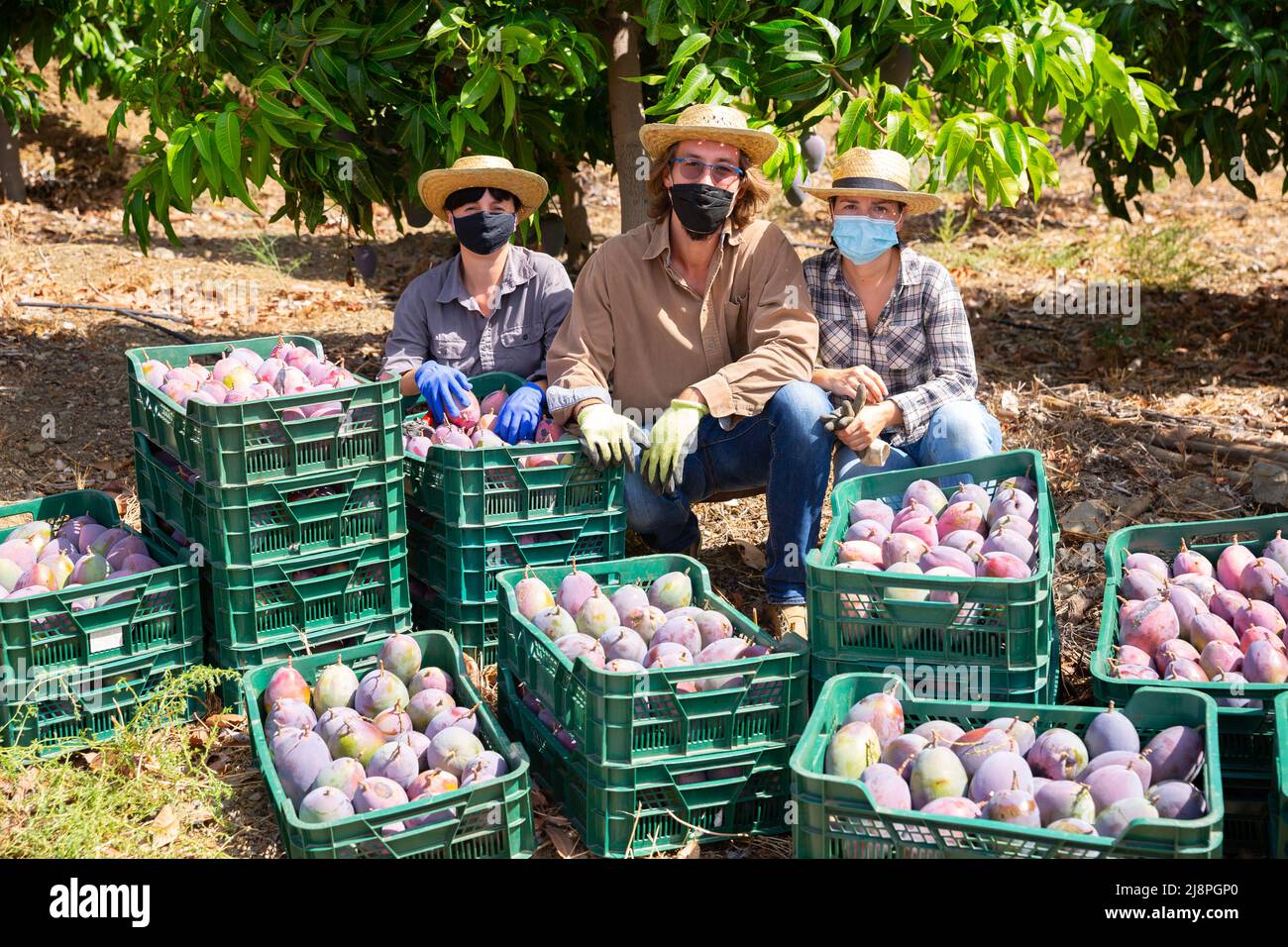 Farmers in protective masks posing with harvest of mango Stock Photo ...