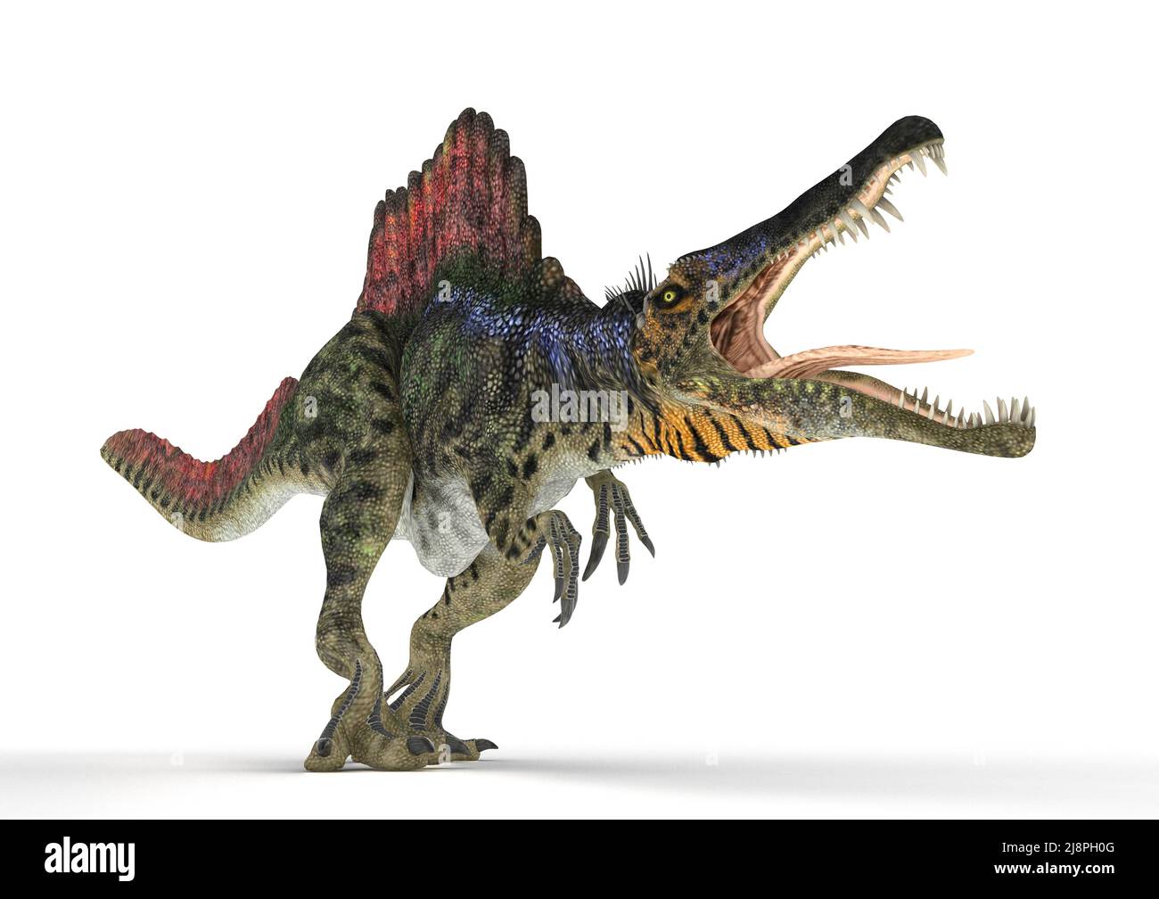 Spinosaurus dinosaur, illustration Stock Photo - Alamy