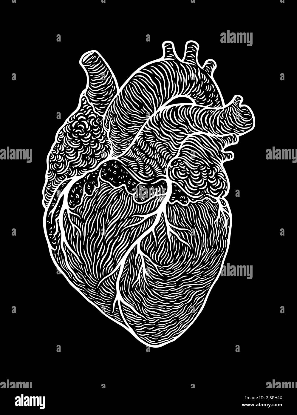 Anatomical Black and White Stock Photos & Images - Alamy
