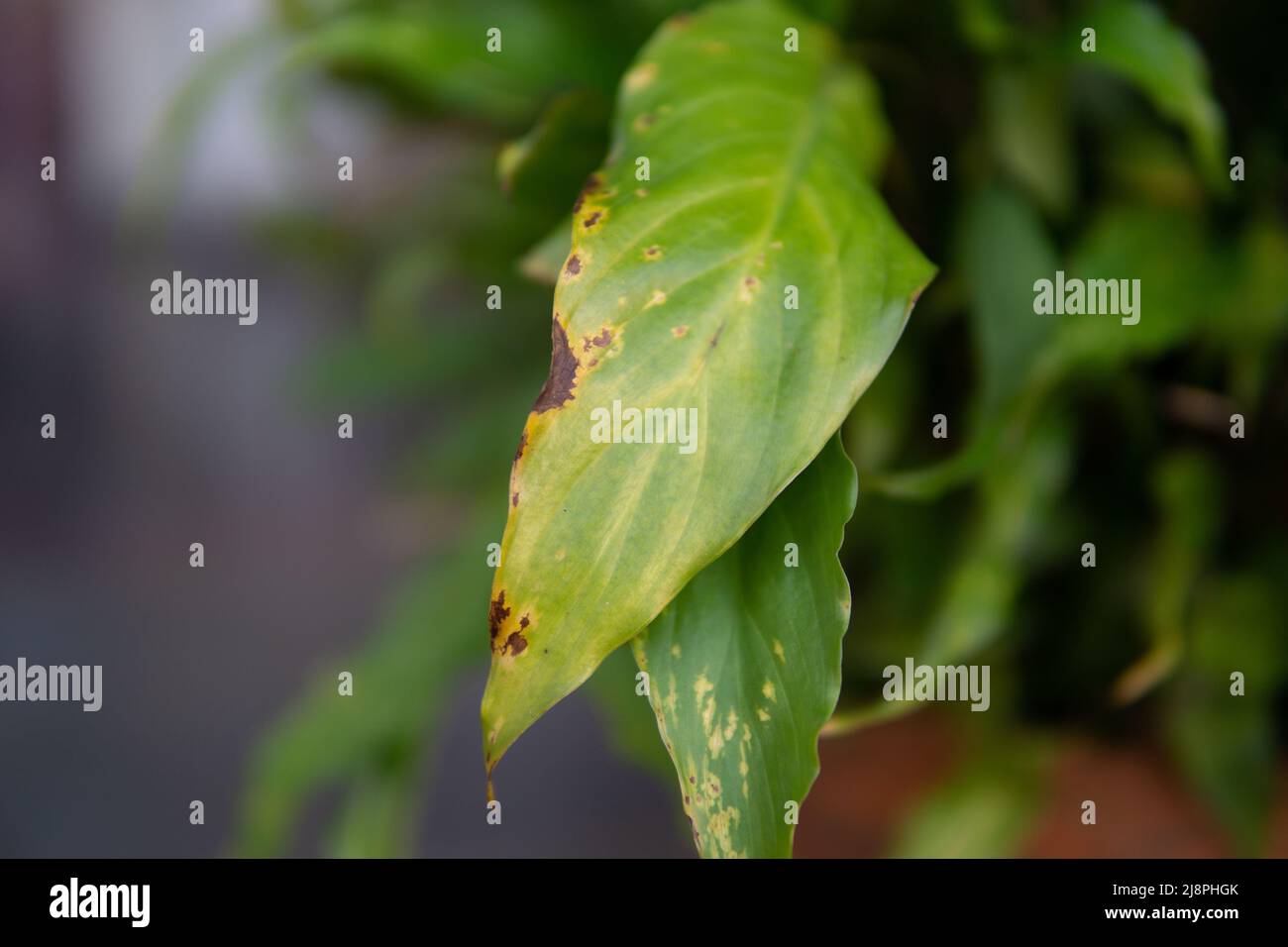 damaged leaf in focus Stock Photo - Alamy