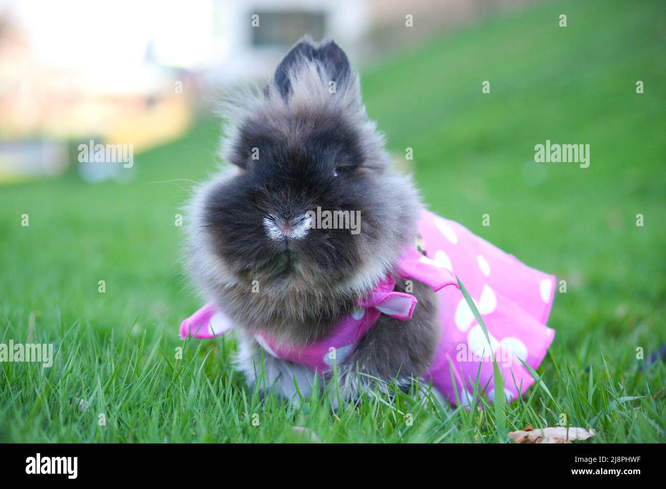 Fluffy Lionhead Bunny Rabbit in Pink Dress Stock Photo - Alamy