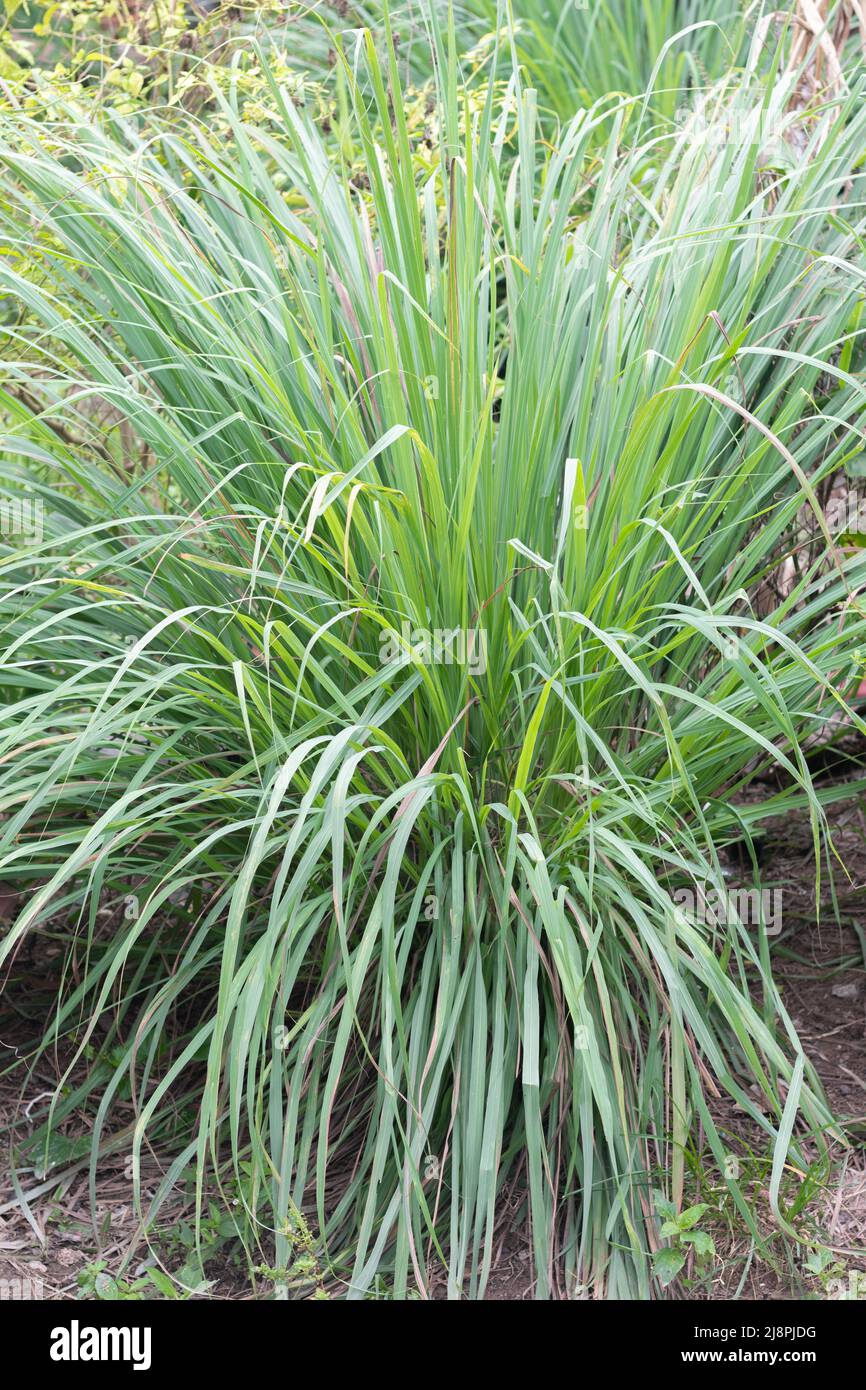 Wire grass hi-res stock photography and images - Alamy