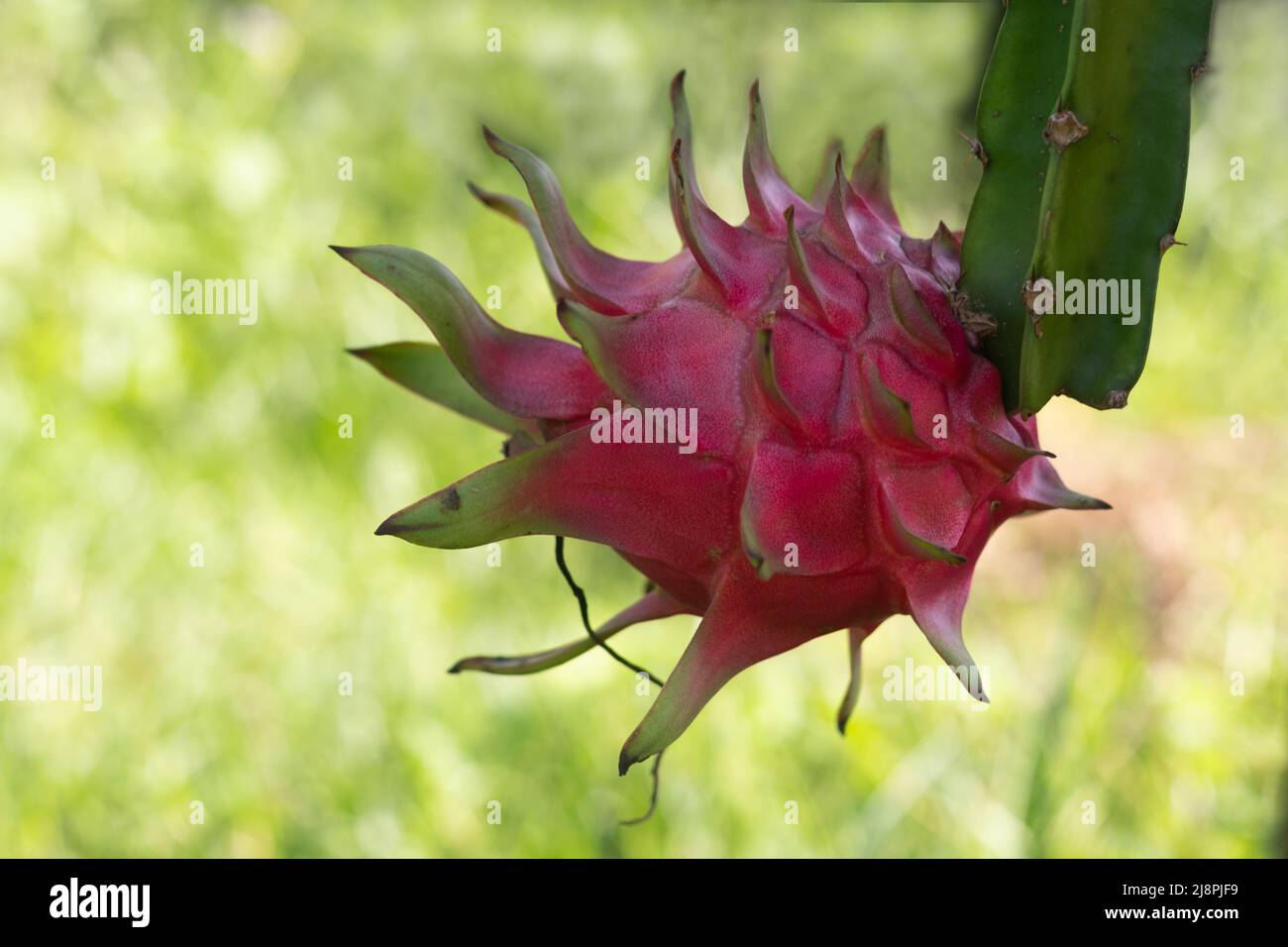 Pitaya plantation hi-res stock photography and images - Alamy