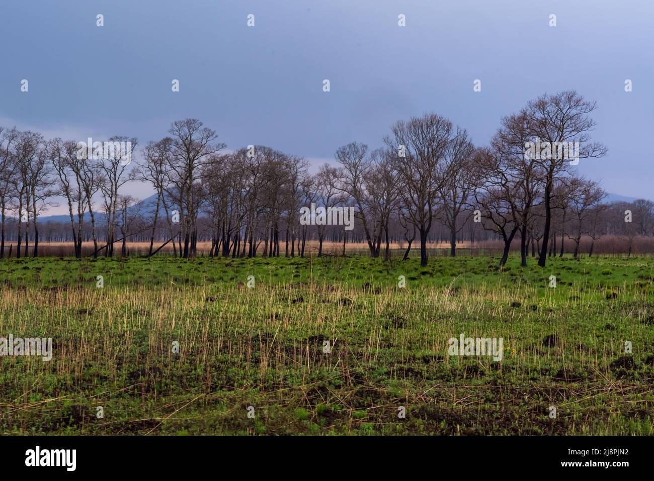 Beautiful scenery of the forest before the rain. Forest landscape in ...