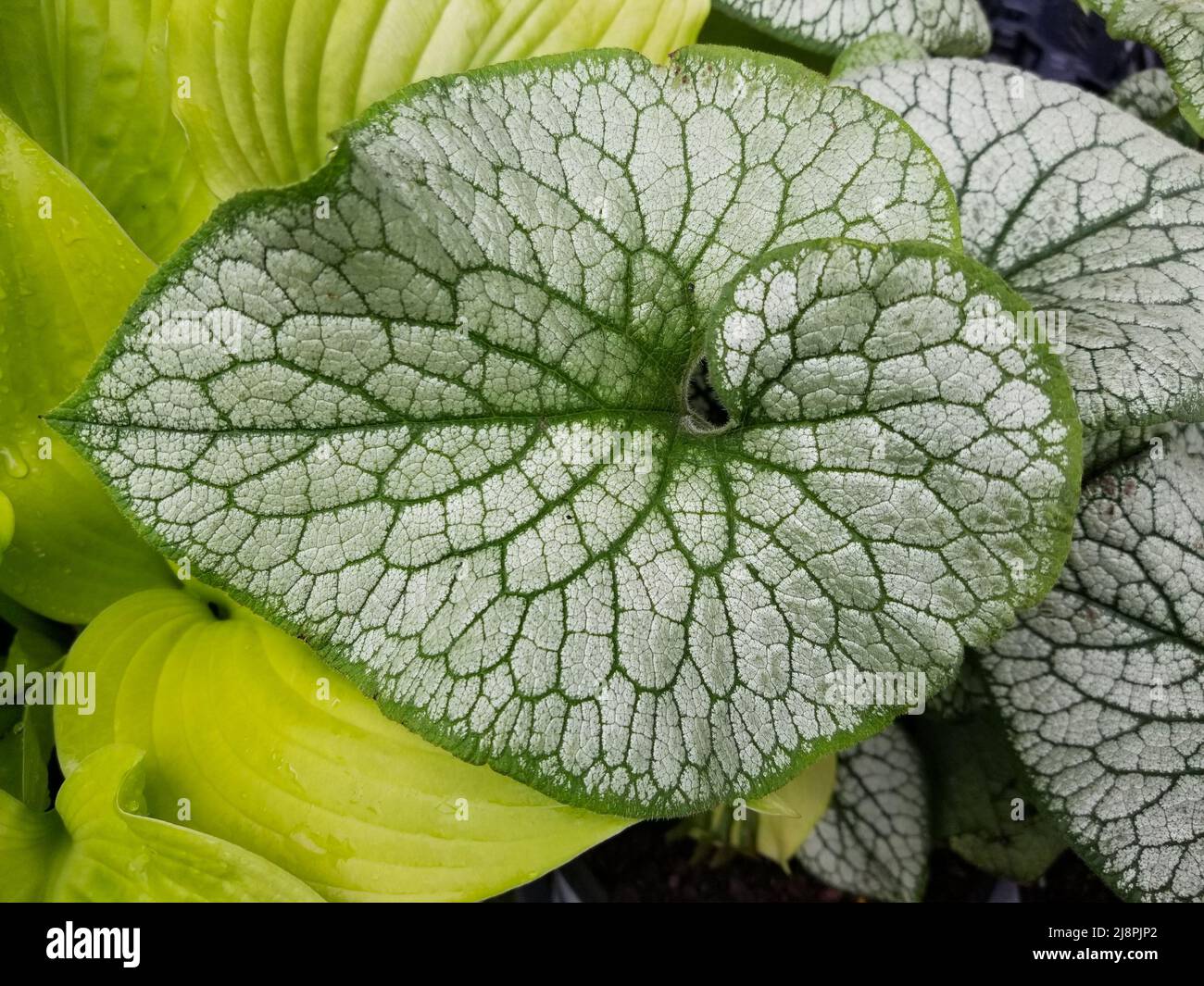 Silver and green leaf of Brunnera Macrophylla, a perennial plant Stock ...