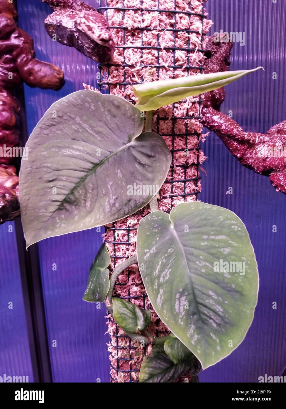 Monstera Dubia, a popular shingling plant with variegated leaves Stock ...