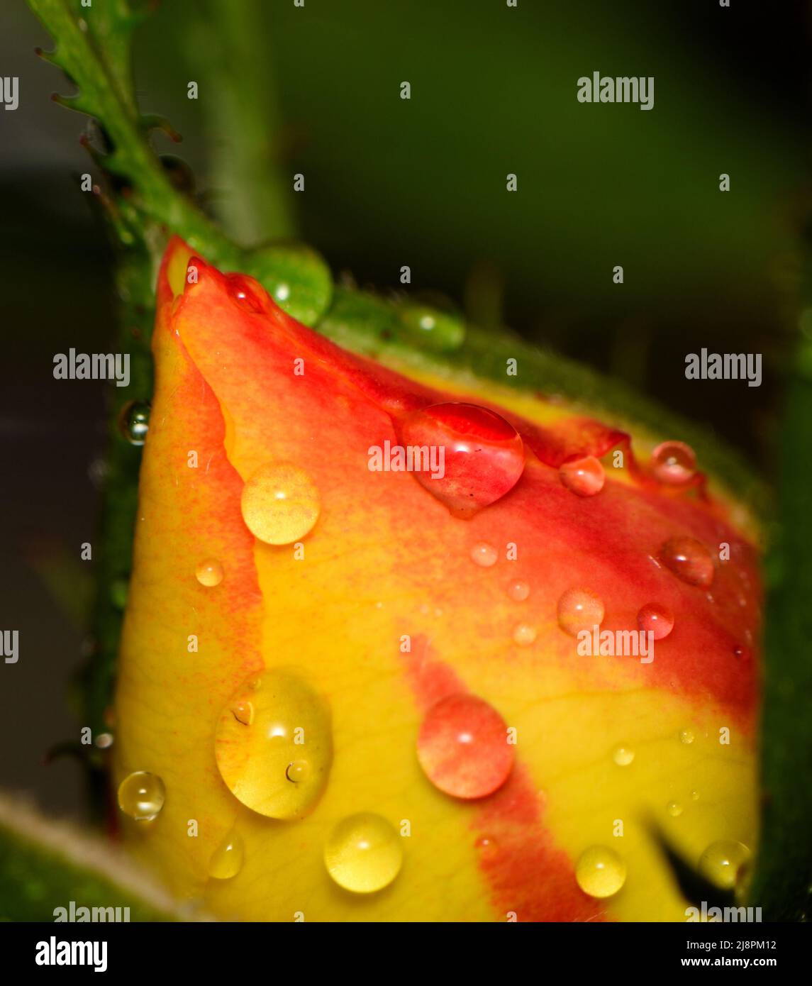 Rainbow Sunblaze Miniature Rose bud with water droplets showing yellow ...